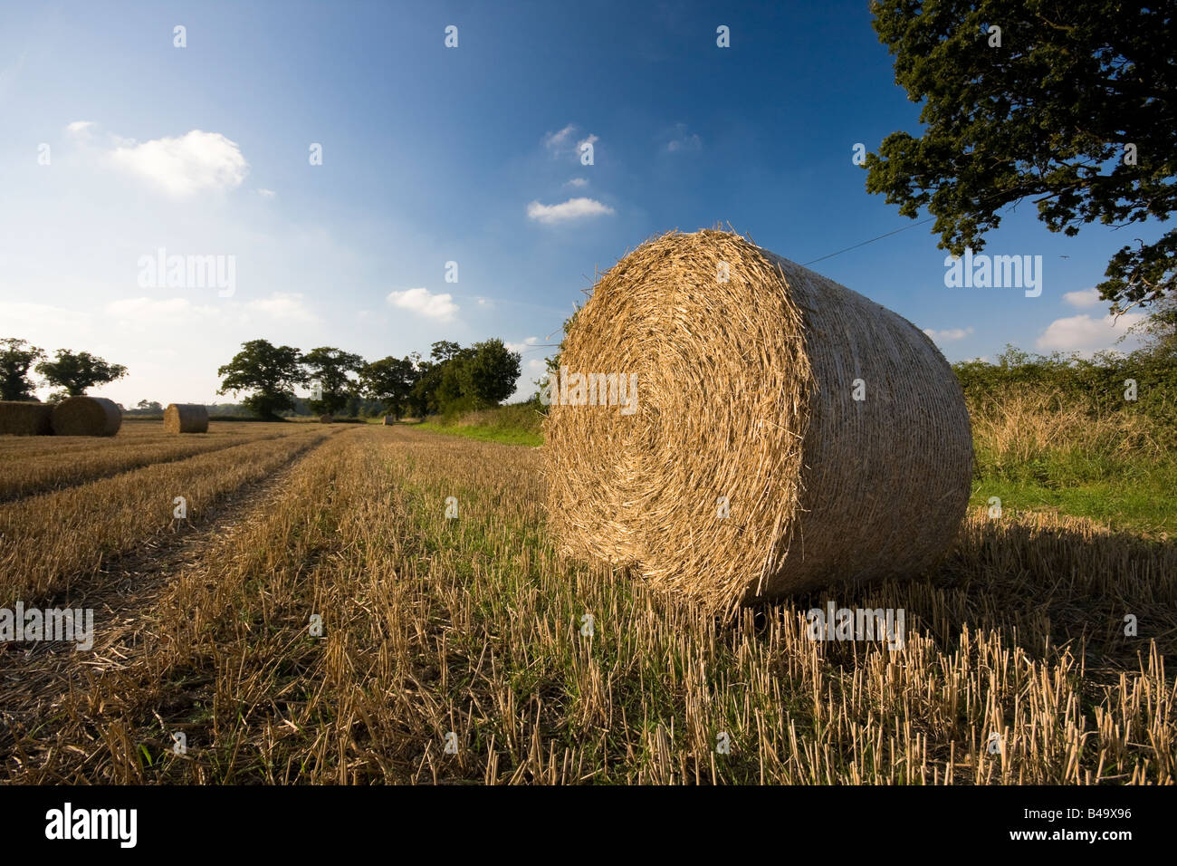 Straw bales in a Norfolk field - England Stock Photo - Alamy