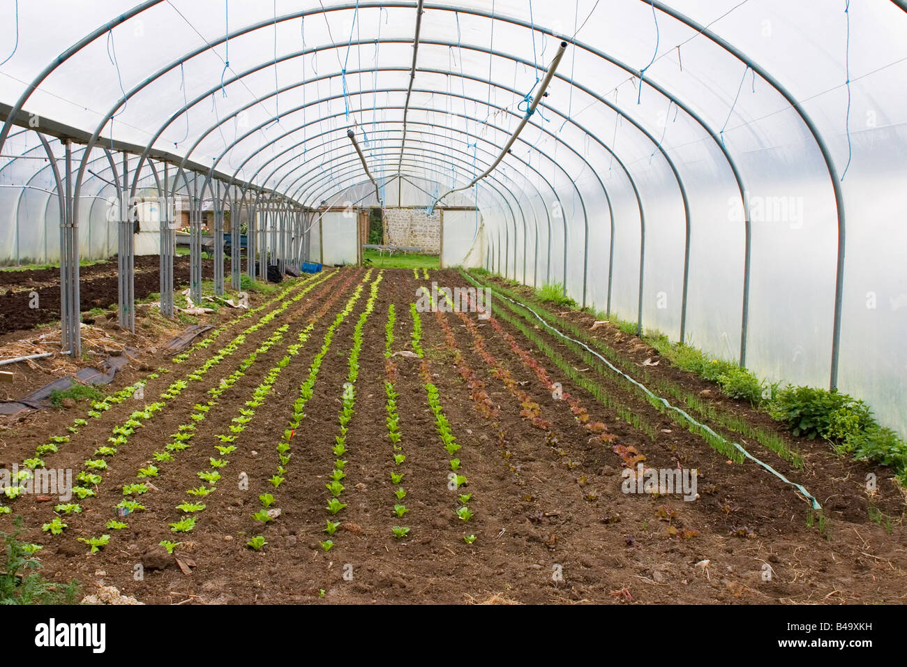 Polly tunnel hi-res stock photography and images - Alamy