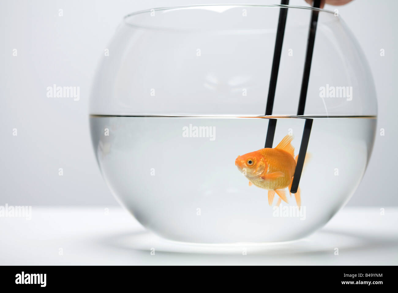 Goldfish in fishbowl caught by pair of chopsticks Stock Photo - Alamy