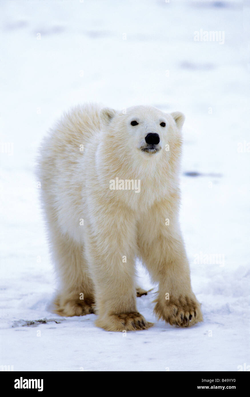 Urus maritimus hi-res stock photography and images - Alamy