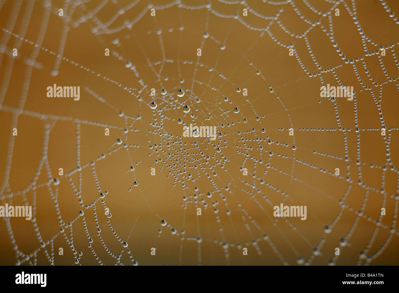 Close up shot of part of a spiders web Stock Photo - Alamy