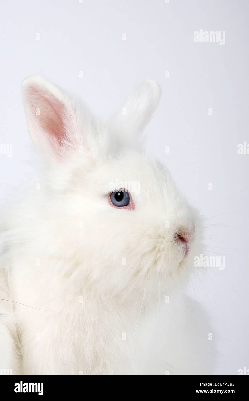 Lion maned Dwarf Rabbit white Domestic Rabbit Stock Photo - Alamy