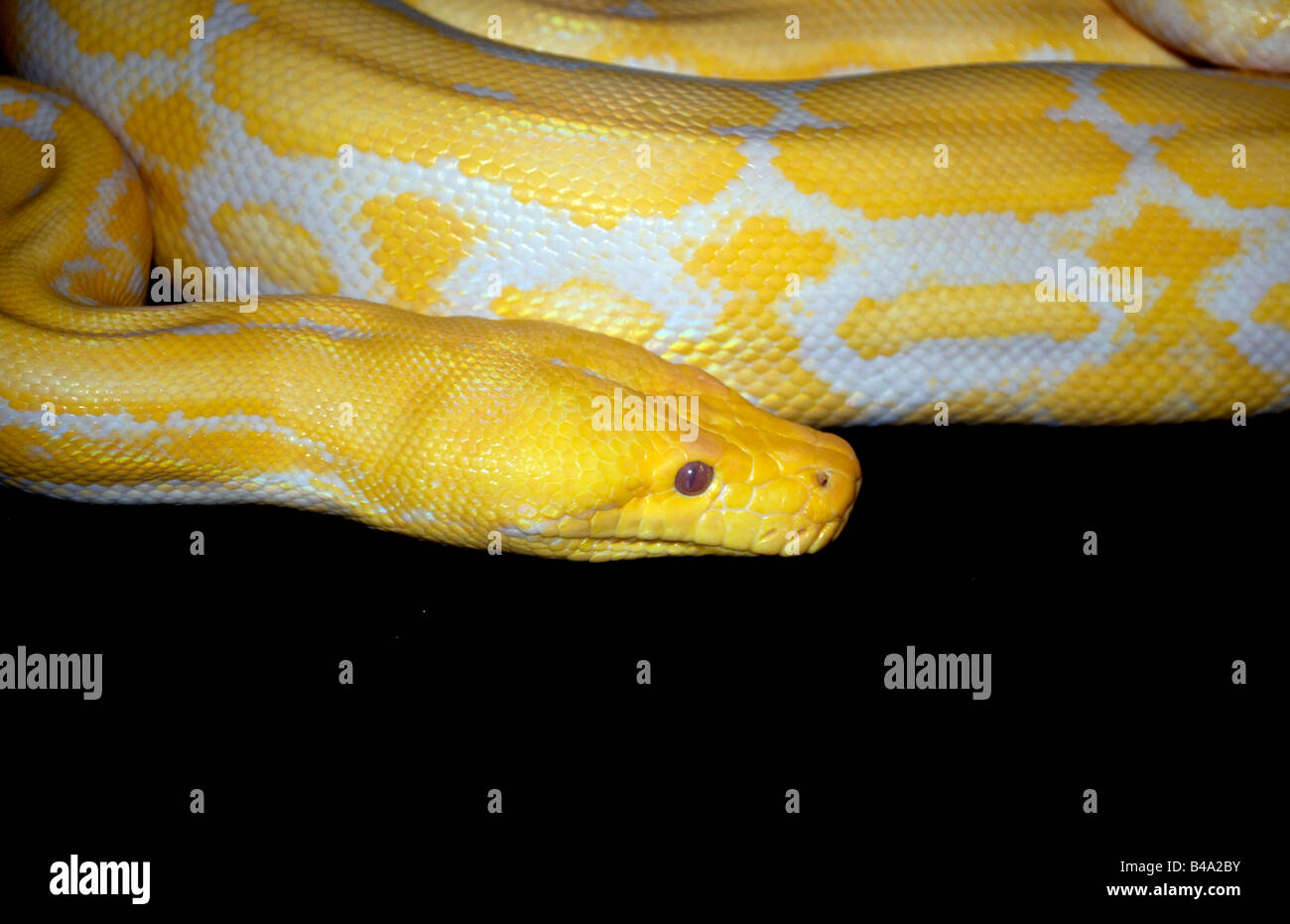 photos,environment,natural,nature,reptiles,reptile,one animal,nobody ...