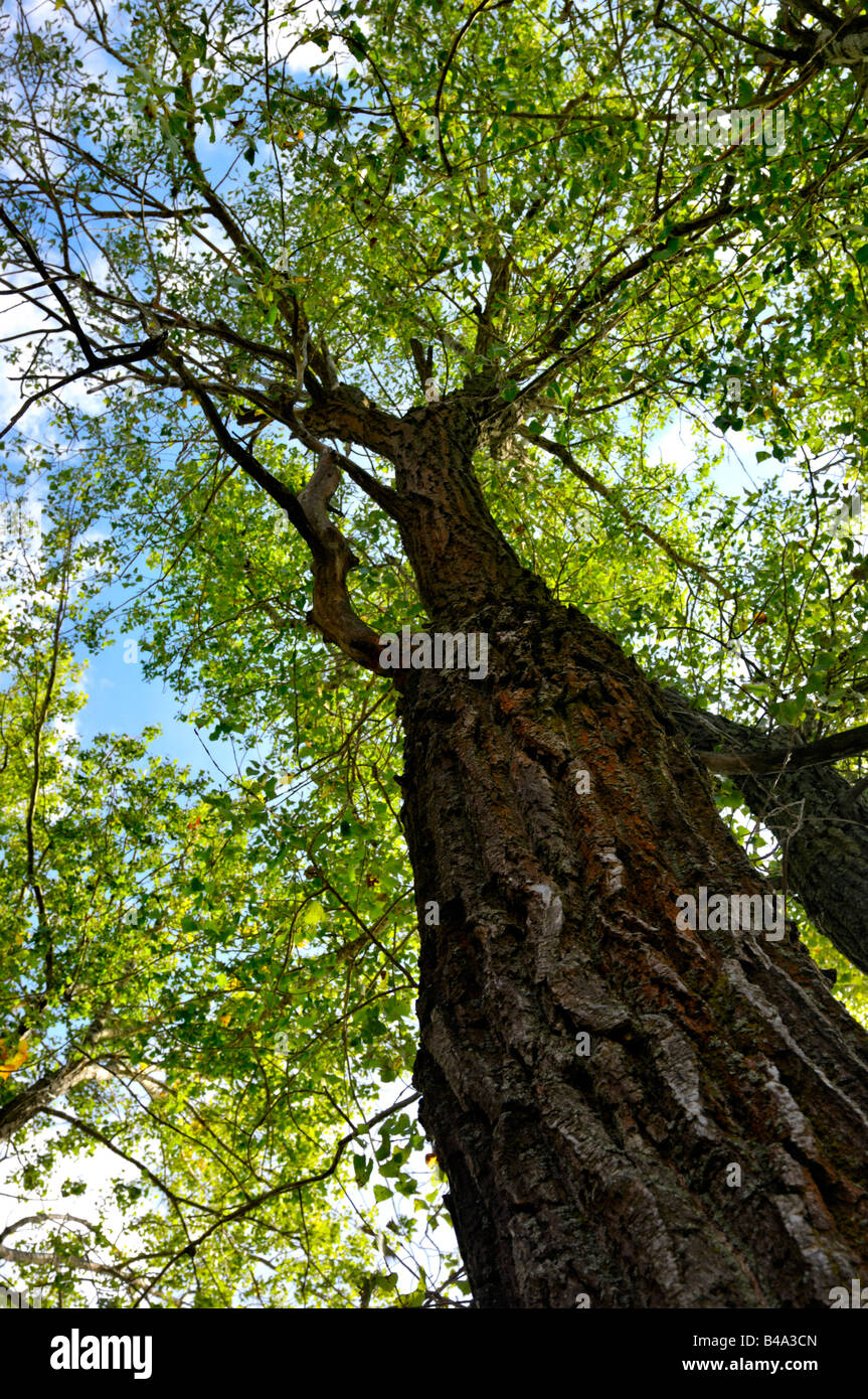 Underneath tree hi-res stock photography and images - Alamy