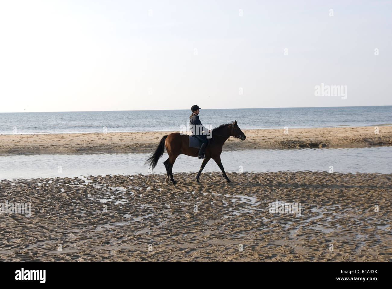 horseback riding on the beach Stock Photo - Alamy