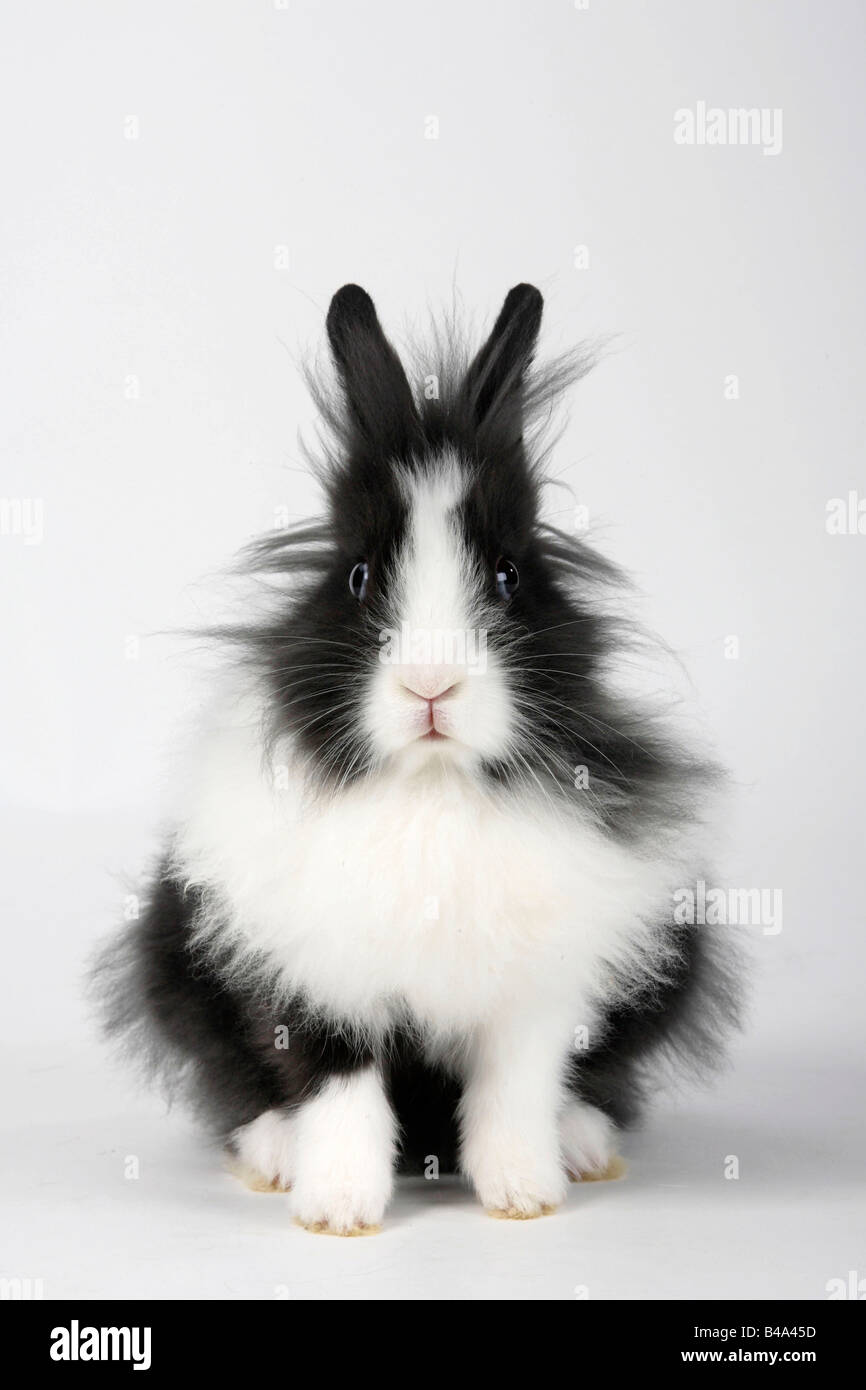Lion maned Dwarf Rabbit young 12 weeks Domestic Rabbit Stock Photo - Alamy