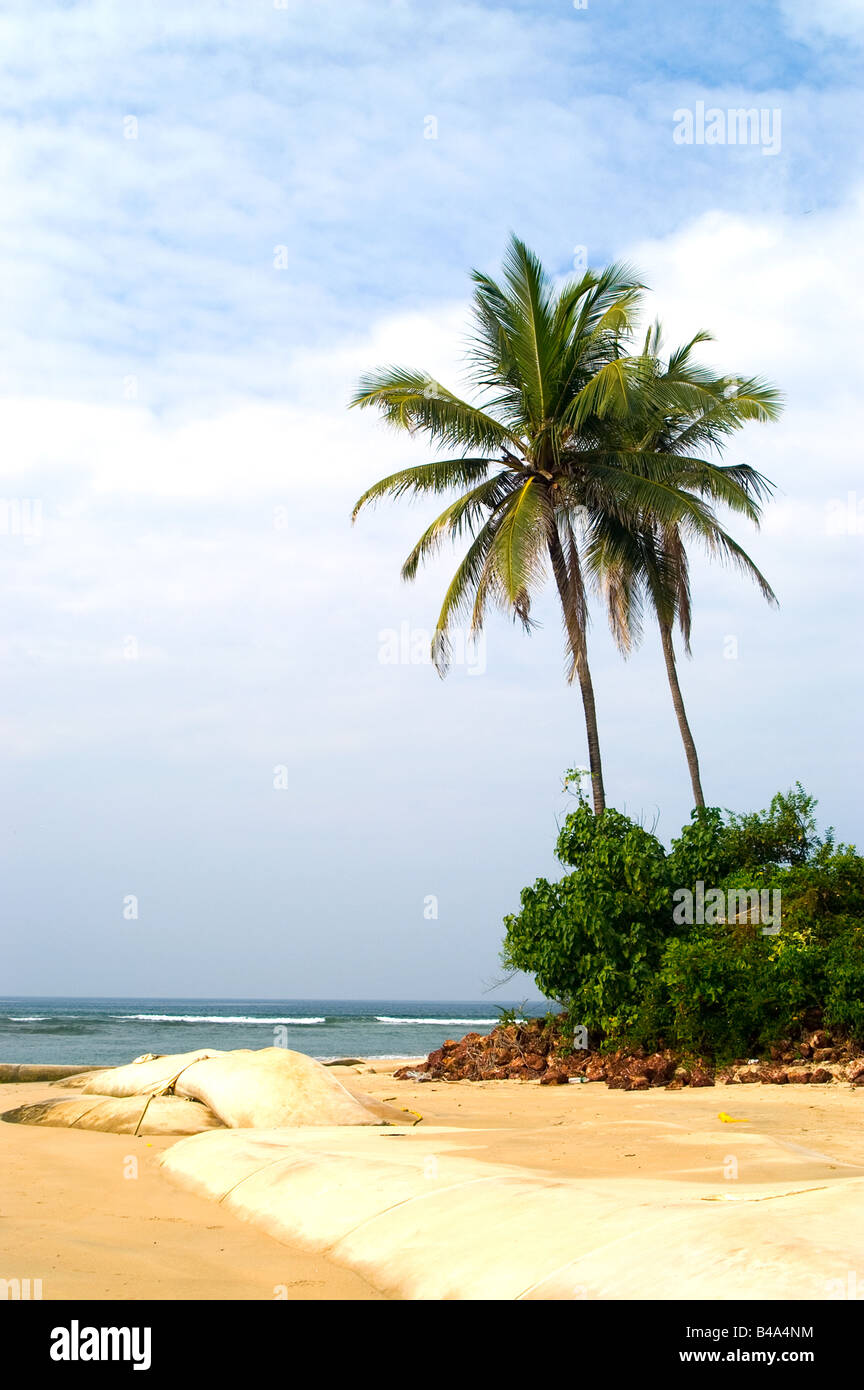 Coconut tree on a beach Stock Photo - Alamy