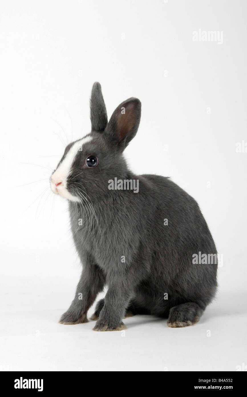 Dwarf Rabbit blue with white 15 weeks Domestic Rabbit Stock Photo - Alamy