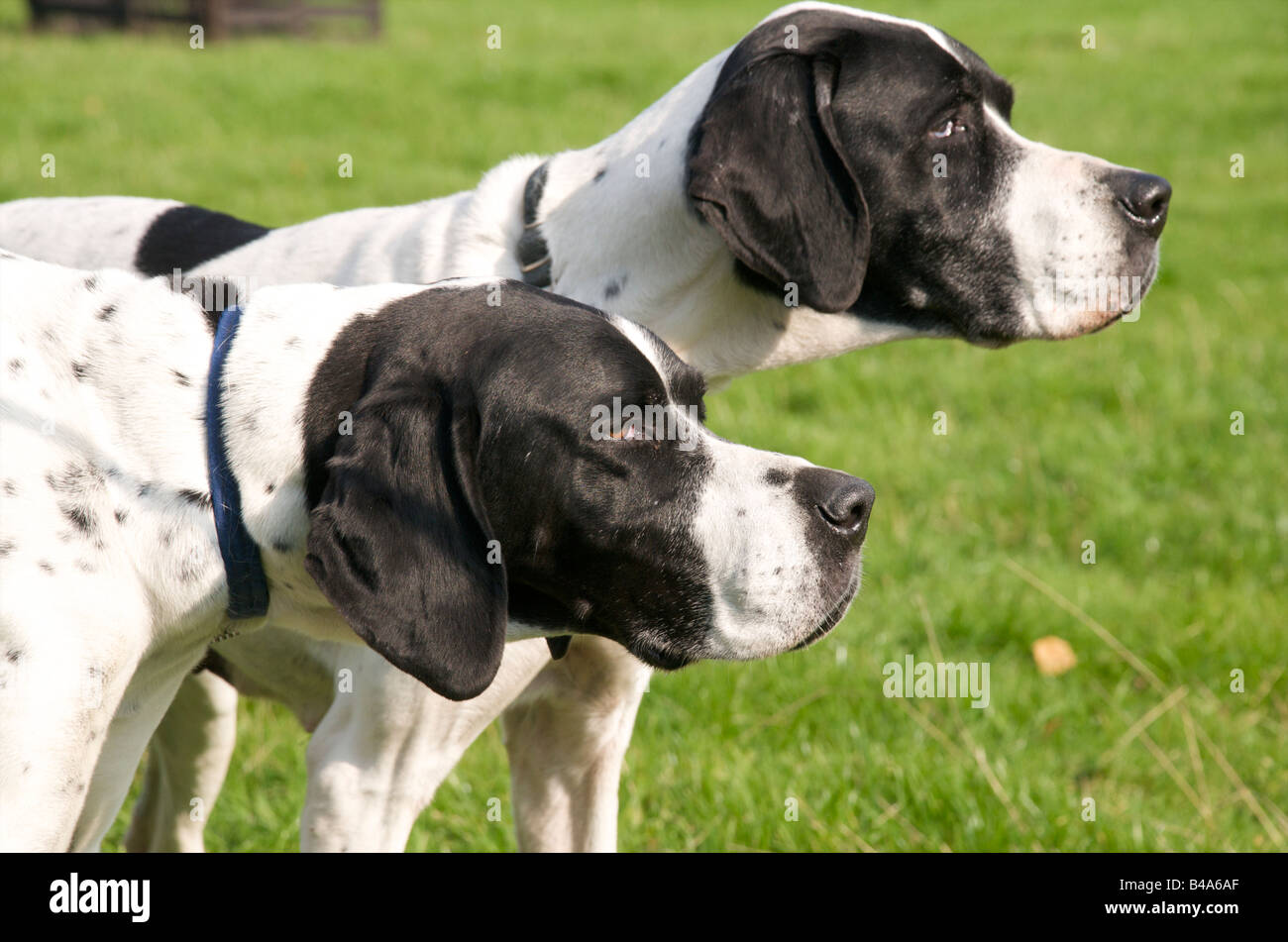 Two dogs waiting hi-res stock photography and images - Alamy