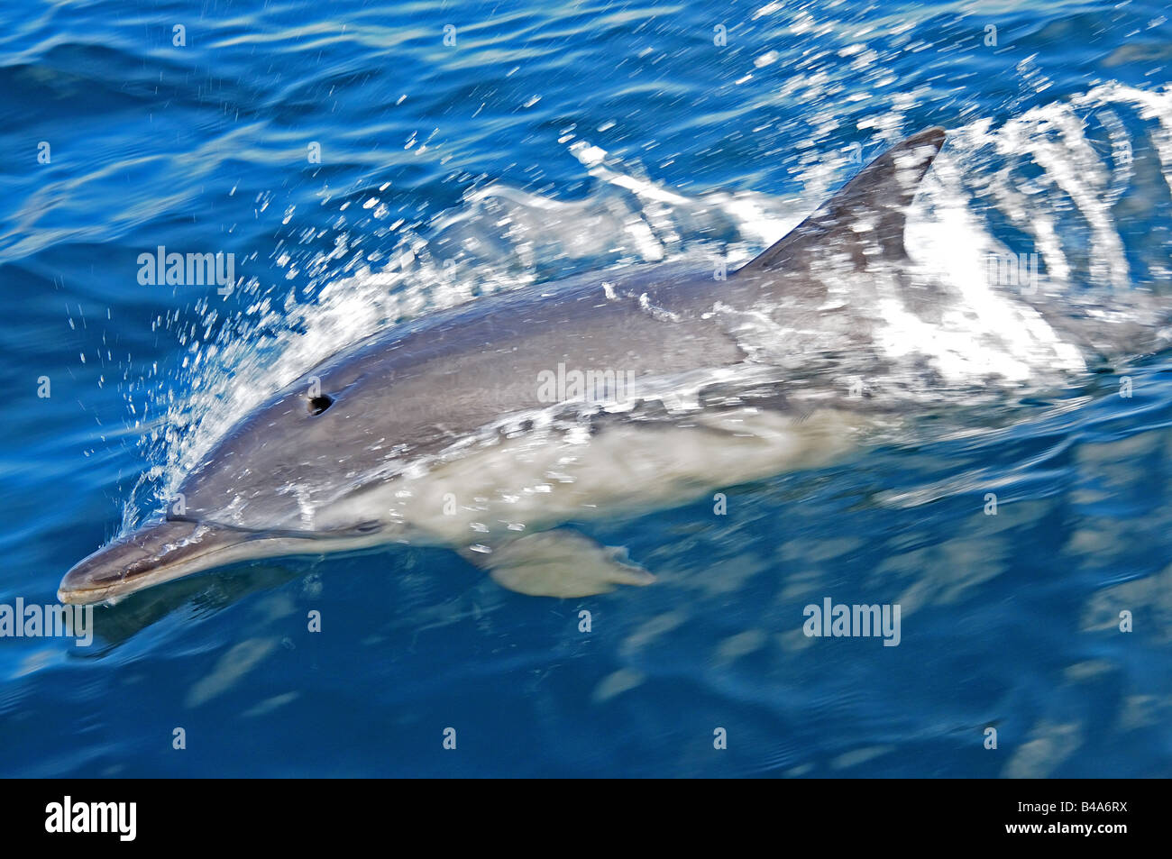 common dolphin delphinus delphis in european waters at speed on the ...