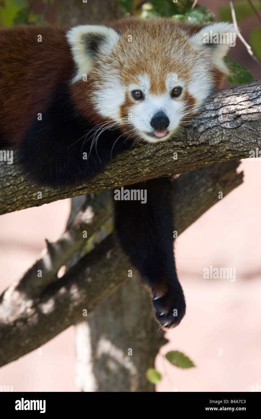 Lazy days hi-res stock photography and images - Alamy