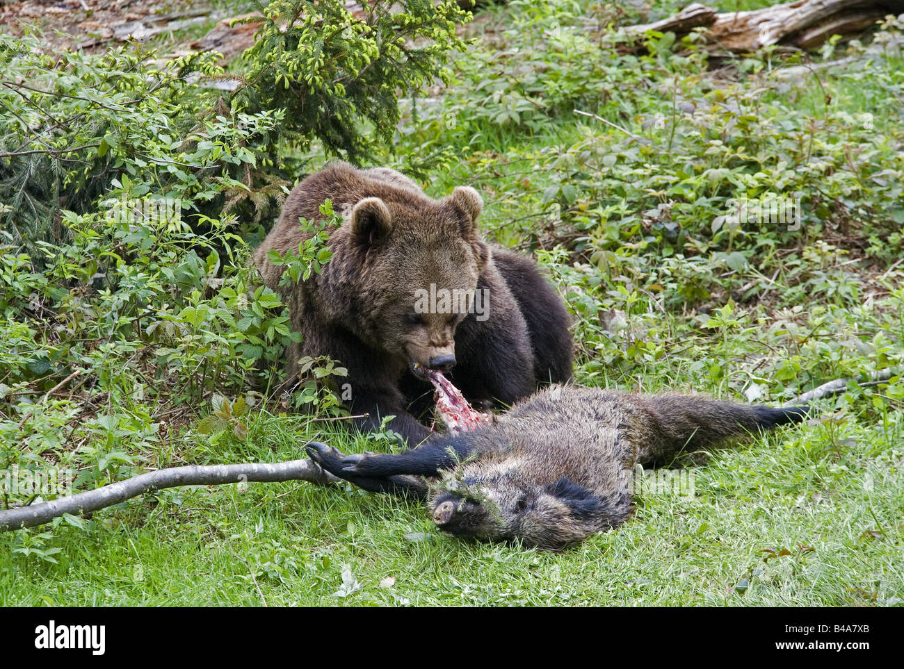 Bear with prey wild boar hi-res stock photography and images - Alamy
