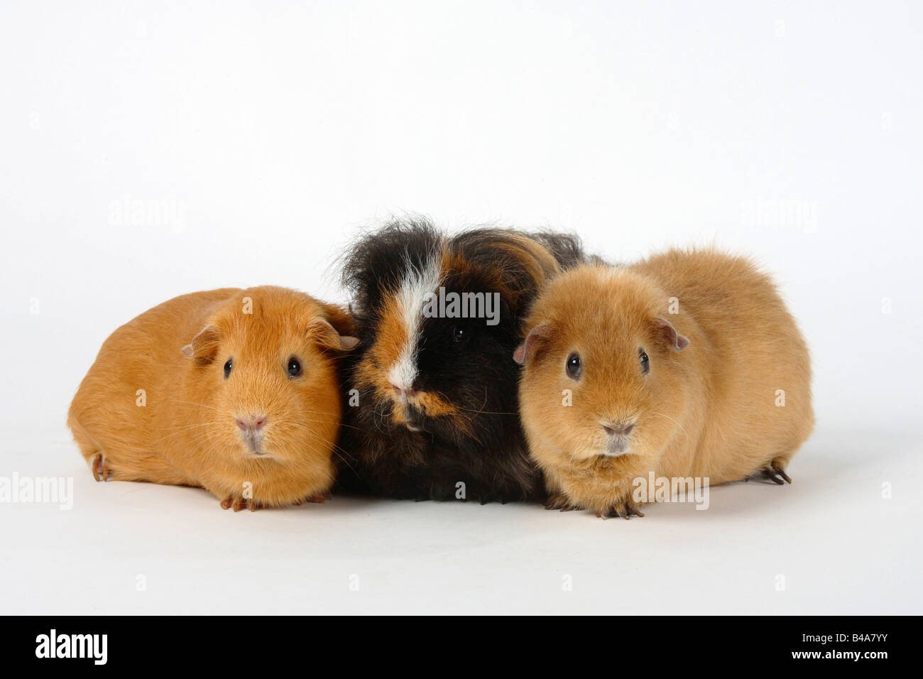 English Guinea Pig Texel Guinea Pig and Teddy Guinea Pig Stock Photo ...