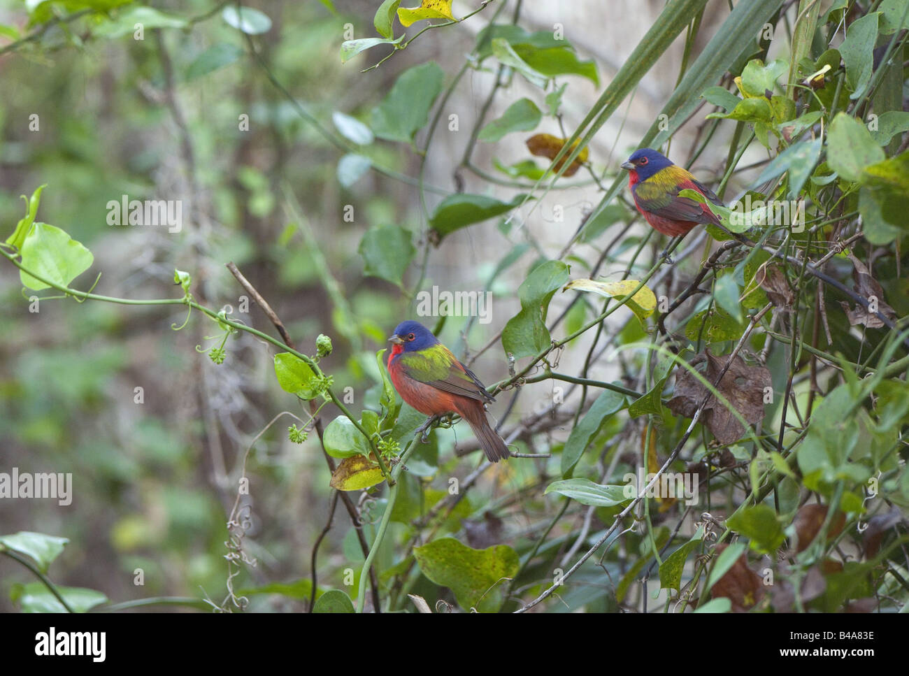 zoology / animals, avian / bird, Painted Bunting (Passerina ciris ...