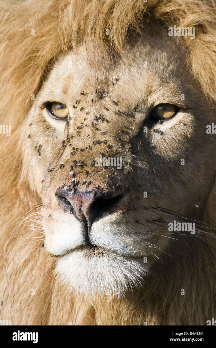 zoology / animals, mammal / mammalian, Felidae, Lion (Panthera leo ...