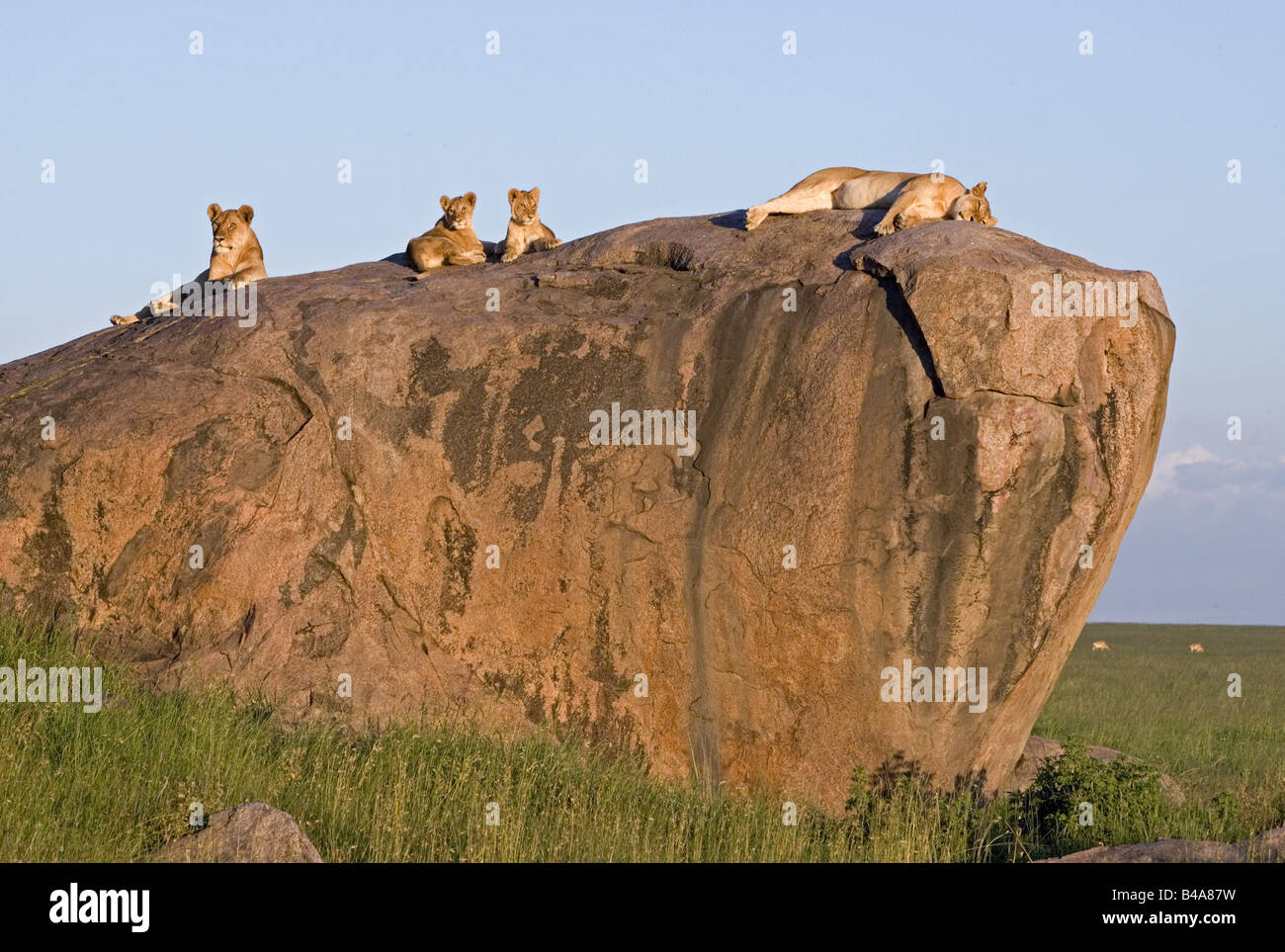 zoology / animals, mammal / mammalian, Felidae, Lion (Panthera leo ...