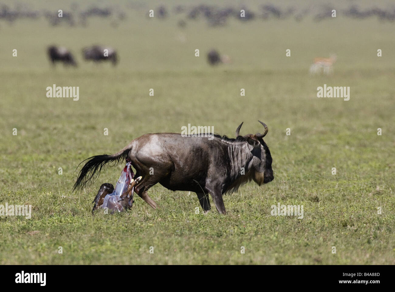 Cow bearing cub hi-res stock photography and images - Alamy