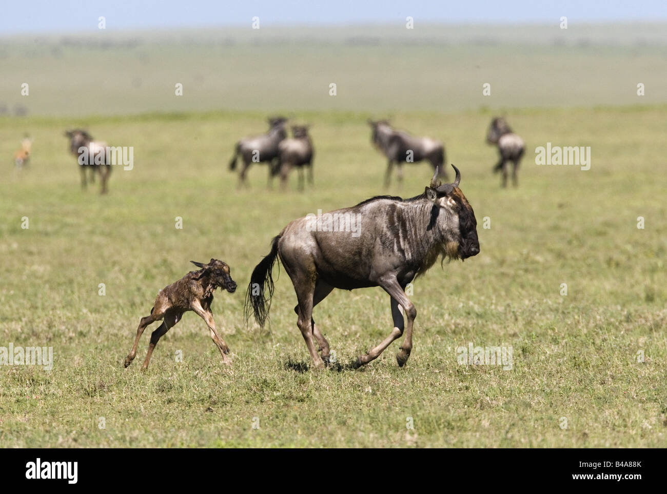 zoology / animals, mammal / mammalian, Blue Wildebeest, (Connochaetes ...