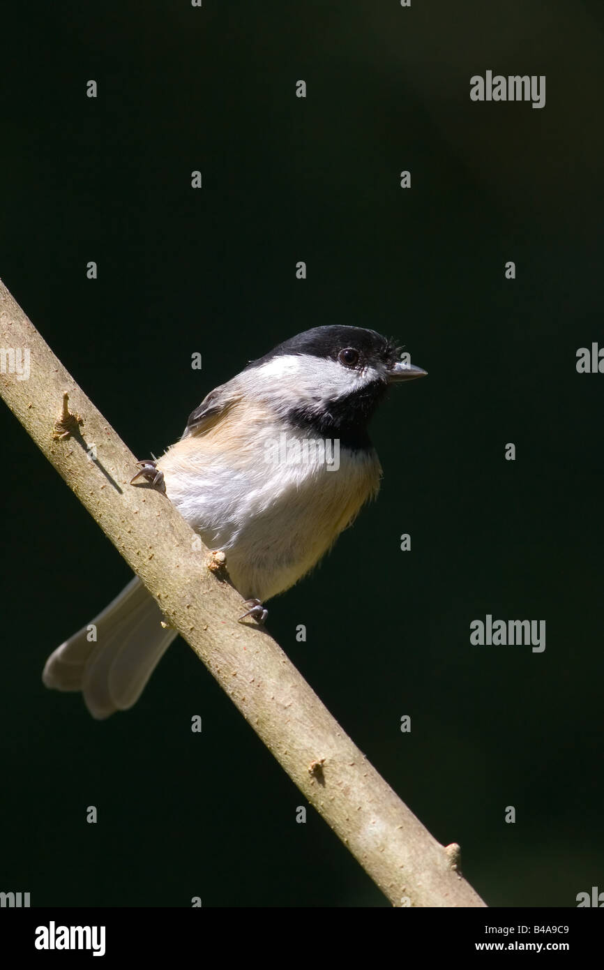 Poecile carolinensis hi-res stock photography and images - Alamy