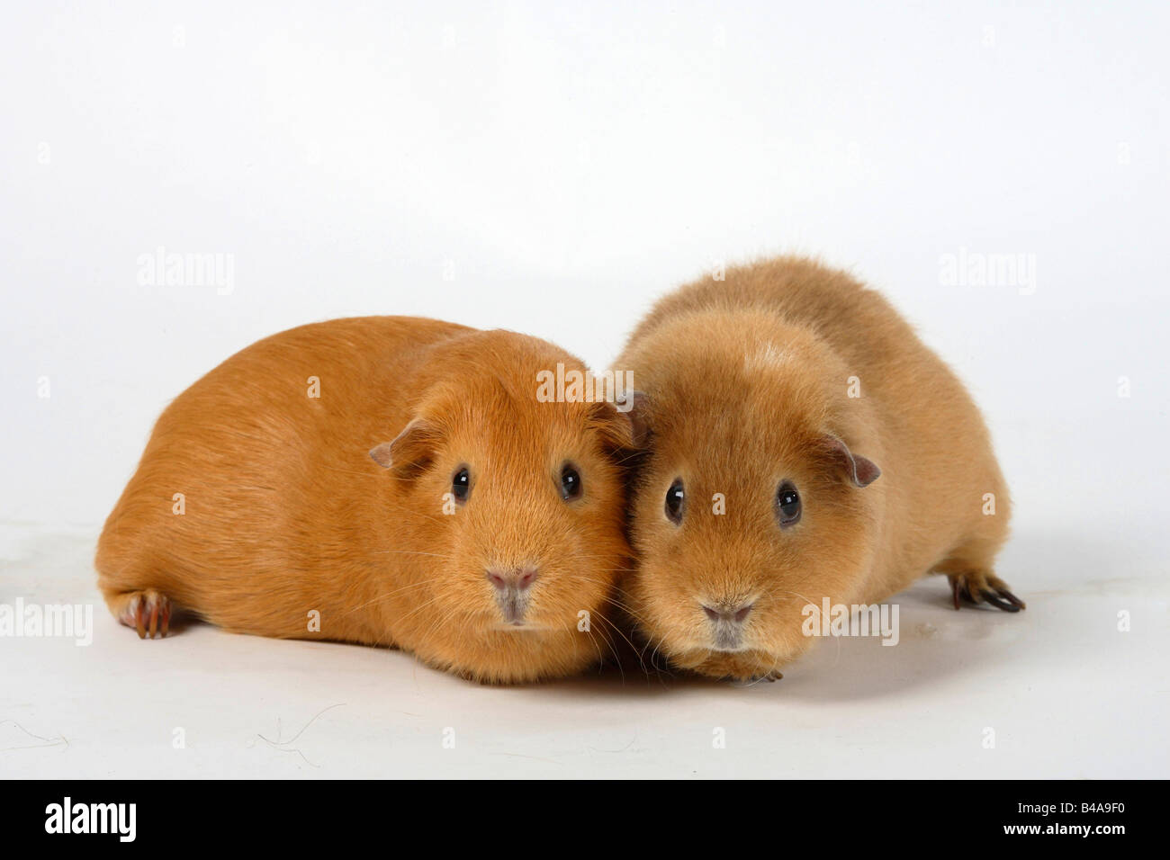 English Guinea Pig and Teddy Guinea Pig Stock Photo - Alamy