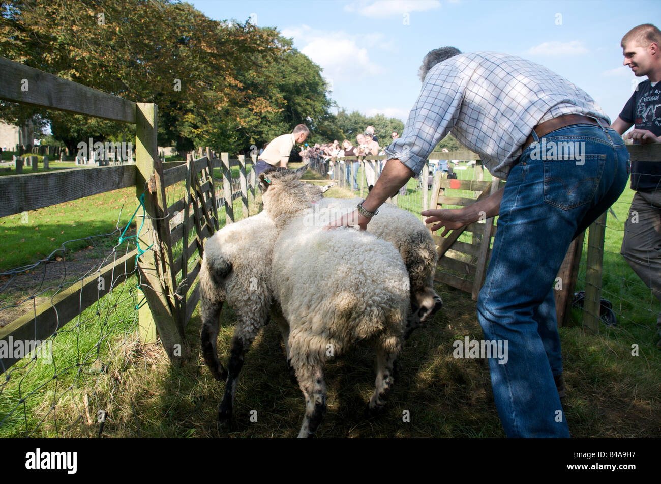 Masham sheep fair sheep race hi-res stock photography and images - Alamy