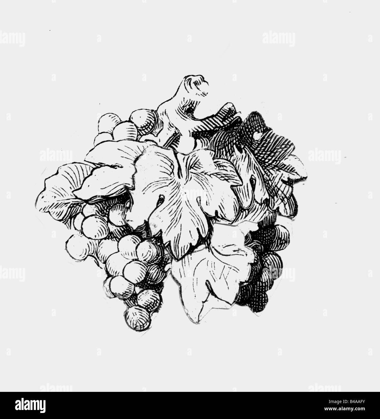 botany, grape vinn (Vitis vinifera), grapes and leaves, ink drawing ...