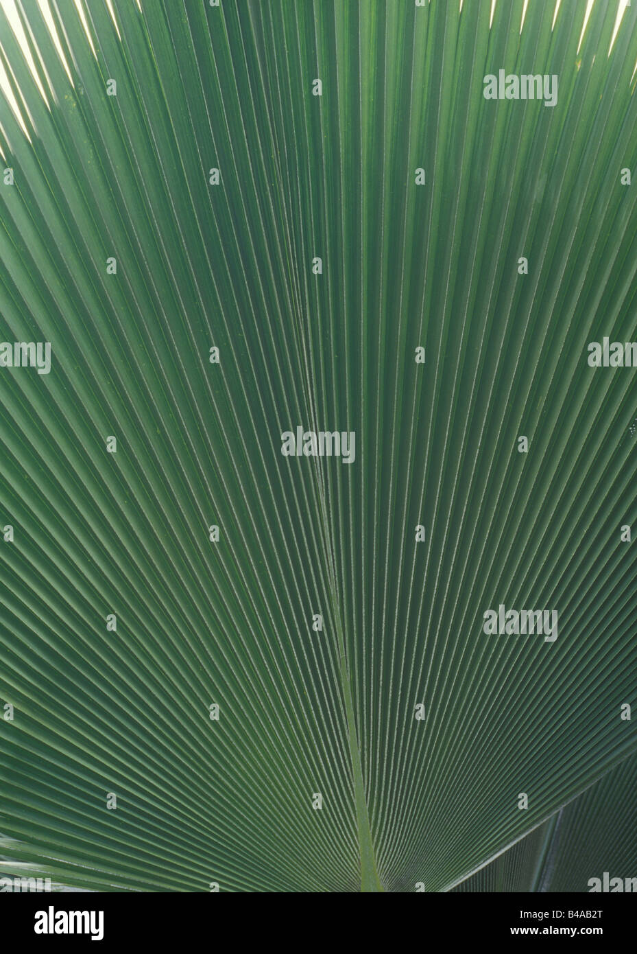 close up of leaf Stock Photo - Alamy