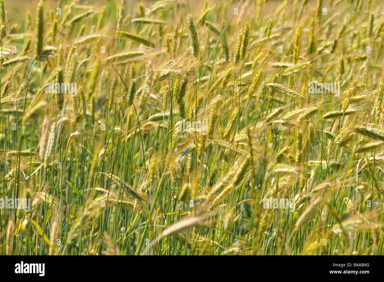 Crops and tourism hi-res stock photography and images - Alamy