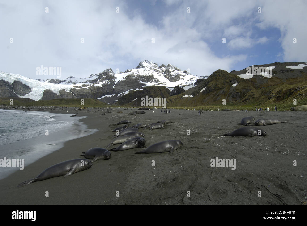 Animals at the beach hi-res stock photography and images - Alamy