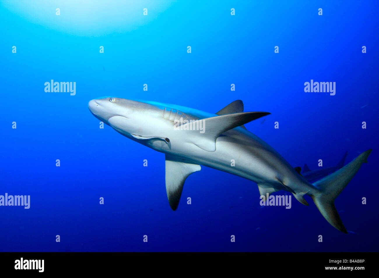 Caribbean Reef Shark in deep water Stock Photo - Alamy