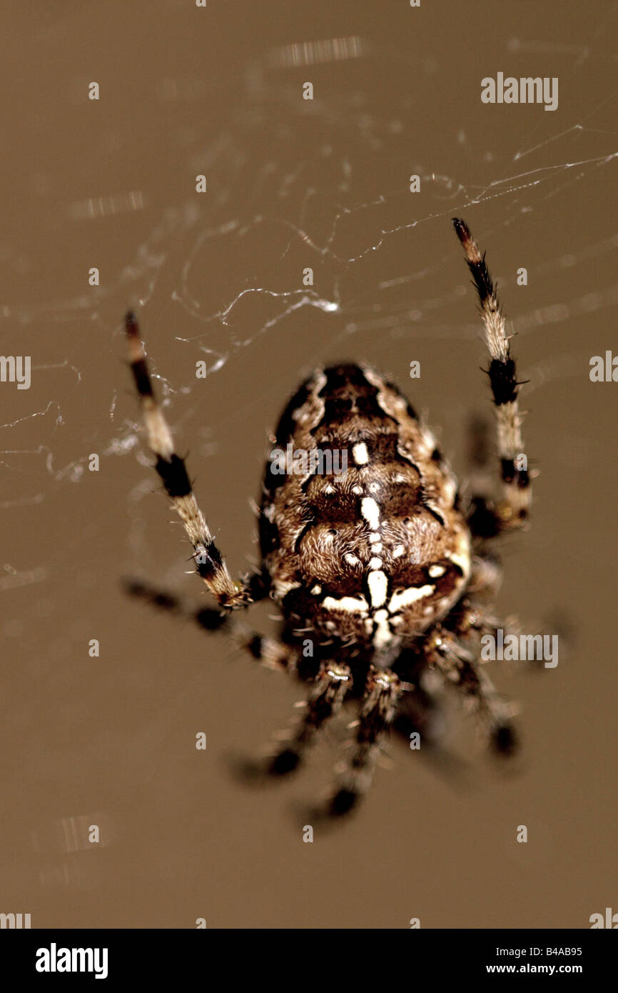 European garden spider (Araneus diadematus Stock Photo - Alamy