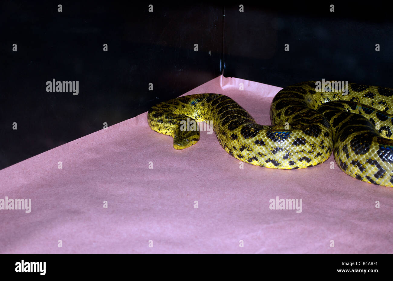 photos,environment,natural,nature,reptiles,reptile,one animal,nobody ...