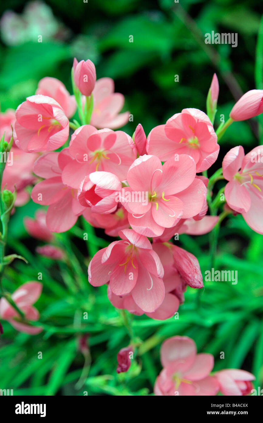 SCHIZOSTYLIS COCCINEA SUNRISE AGM Stock Photo - Alamy
