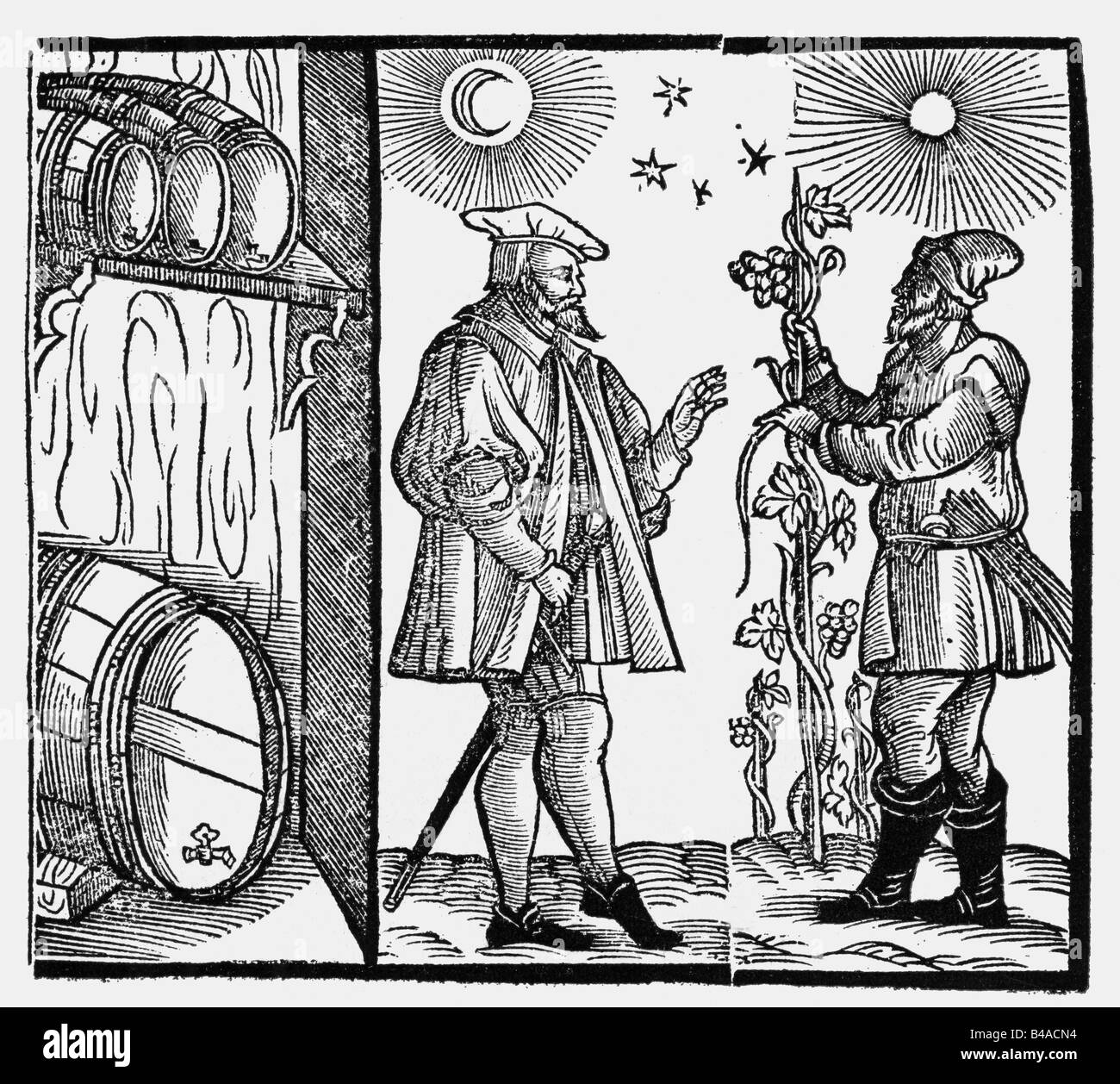 alcohol, wine, production, storage of wine and culture of the grapevine ...