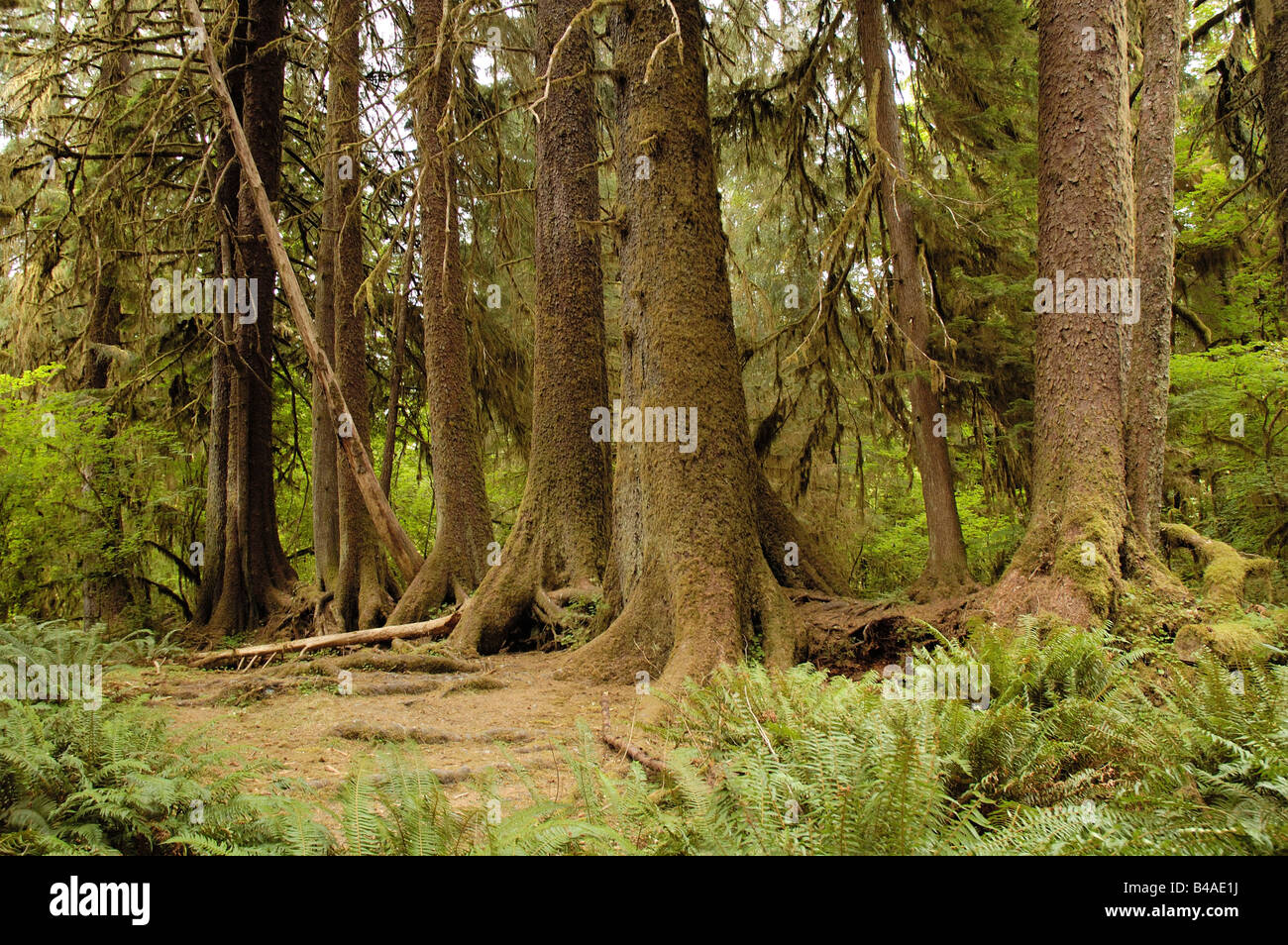 Temperate rainforest in the Olympic Peninsula Stock Photo - Alamy