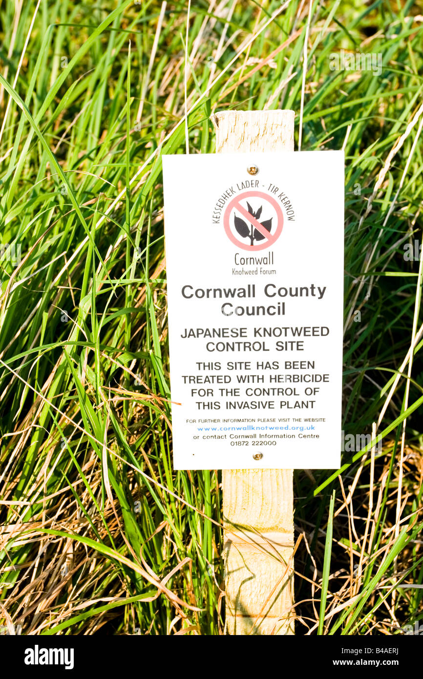 Japanese knotweed hi-res stock photography and images - Alamy