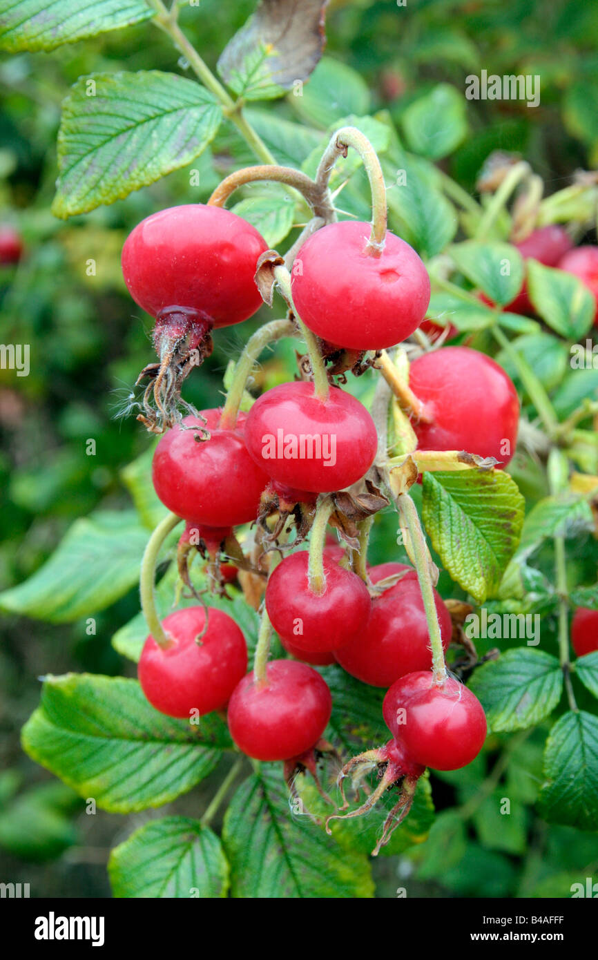 ROSA RUGOSA HIPS IN AUTUMN Stock Photo - Alamy