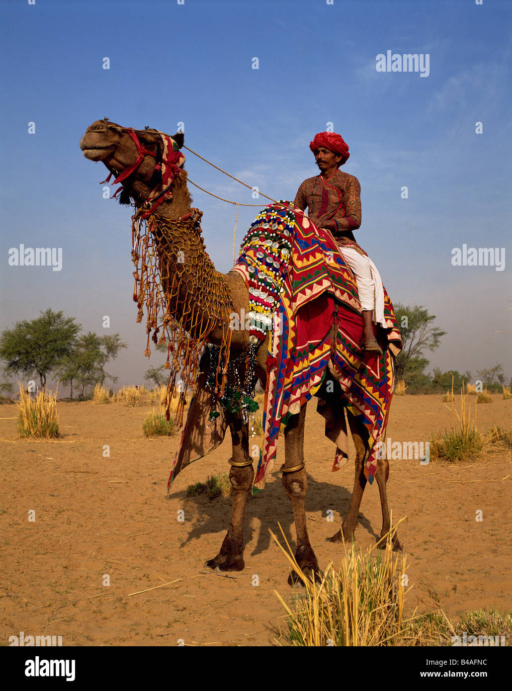 India, Rajasthan, Jaipur, Ethnic Men Riding Camels Stock Photo - Alamy