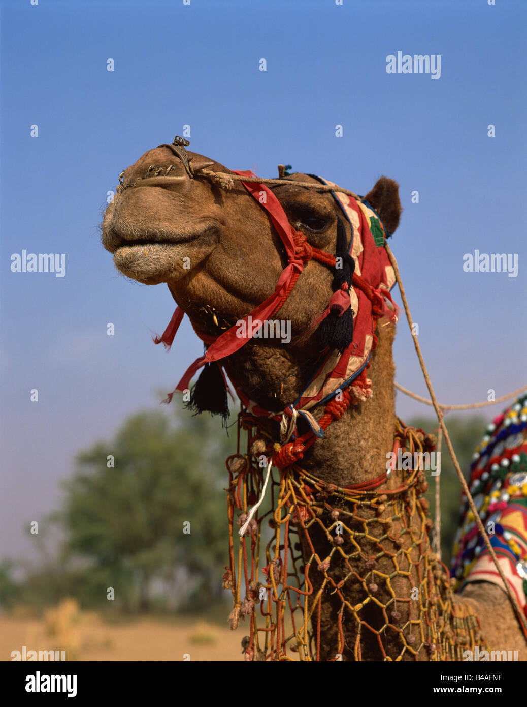 India, Rajasthan, Jaipur, Camel Stock Photo - Alamy