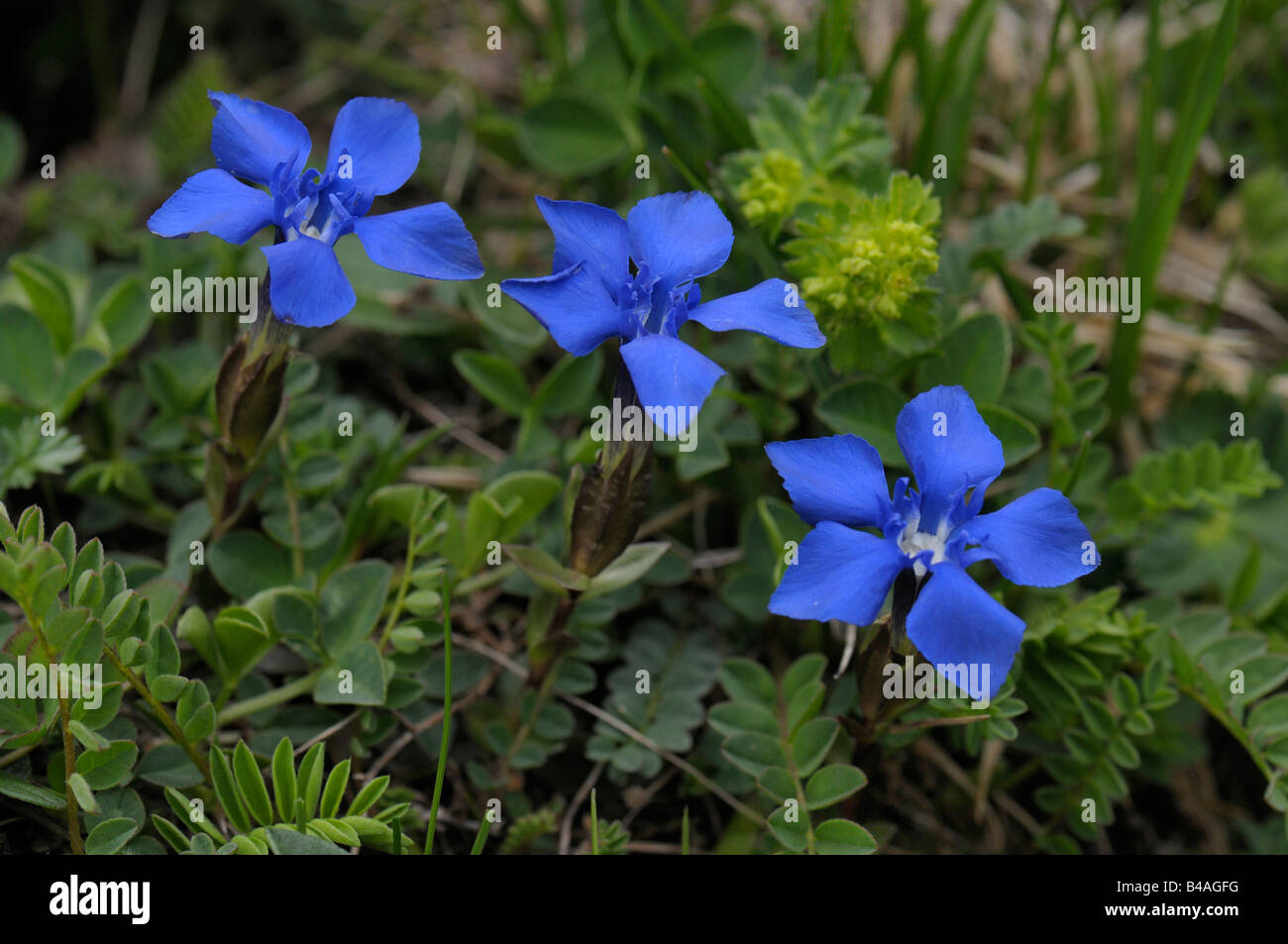 Spring Gentian (Gentiana verna), flowering Stock Photo - Alamy