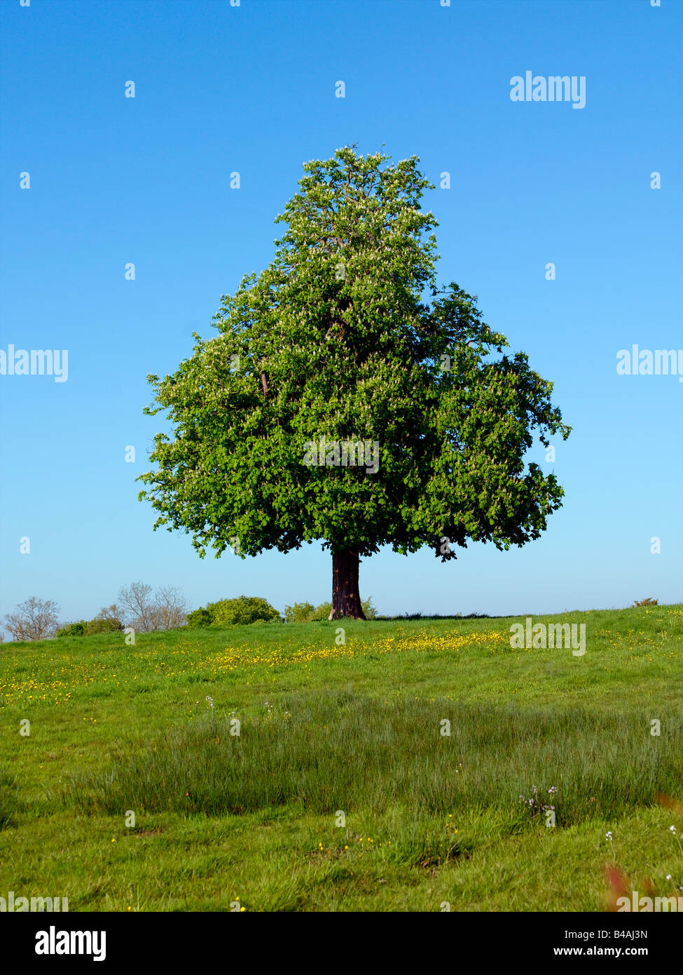 Horse chesnut tree hi-res stock photography and images - Alamy