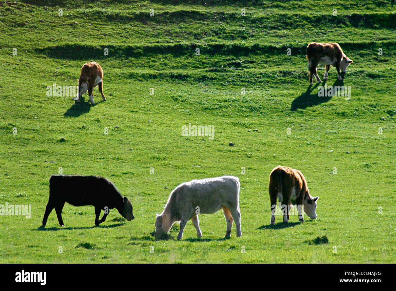 Beef cattle farming hi-res stock photography and images - Alamy