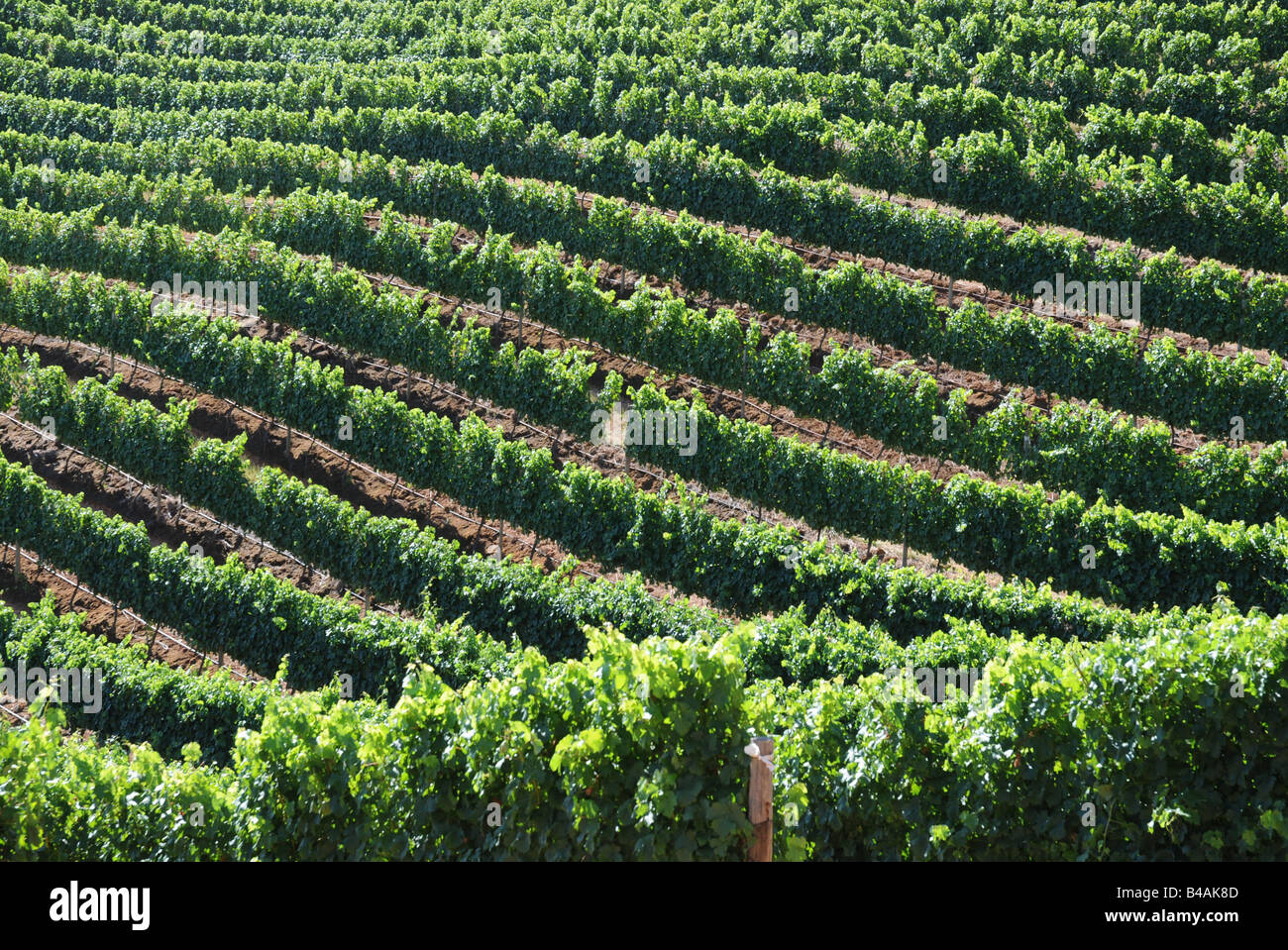 agriculture, view towards vineyard and grapes, wine-growing estate ...