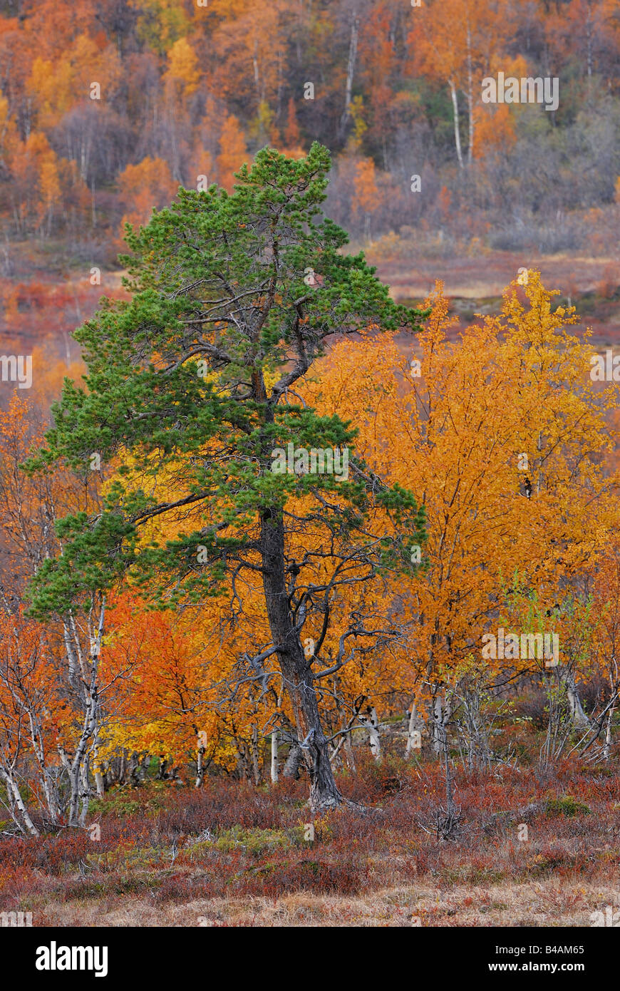 autumn trees in lapland sweden Stock Photo - Alamy