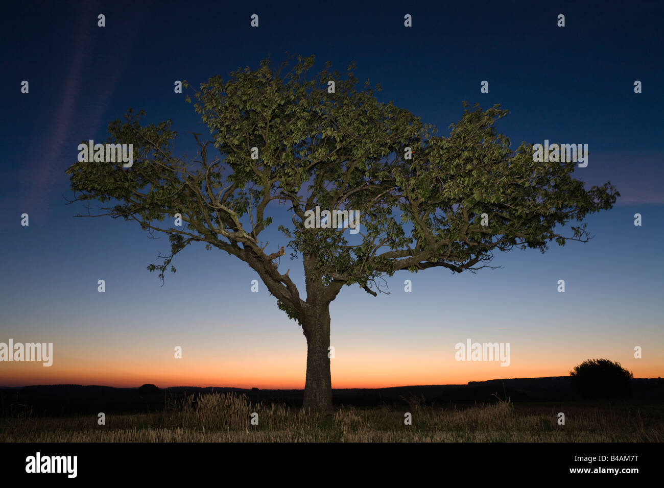 tree in the sunset Stock Photo - Alamy