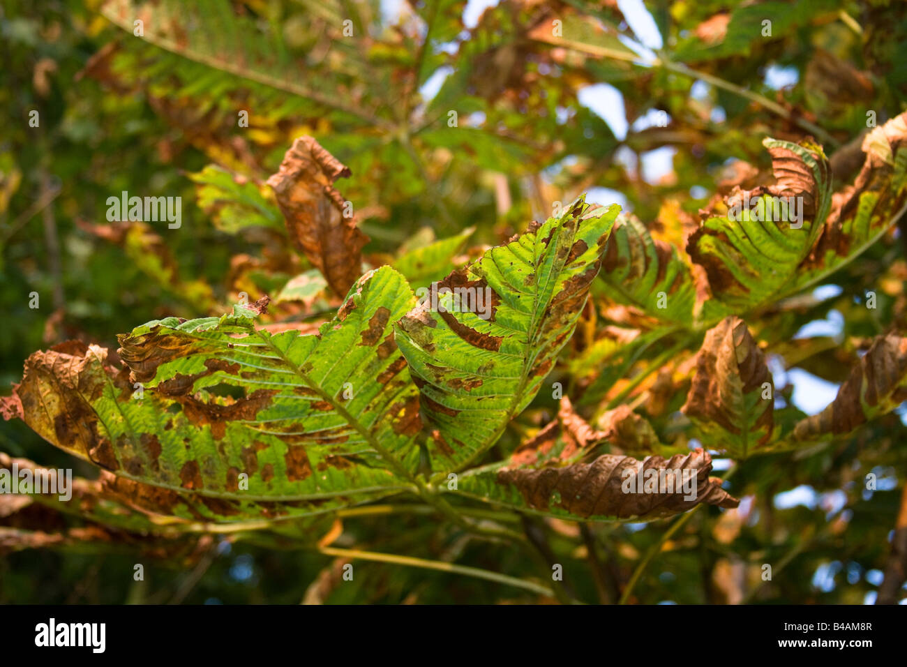 Conker tree hi-res stock photography and images - Alamy