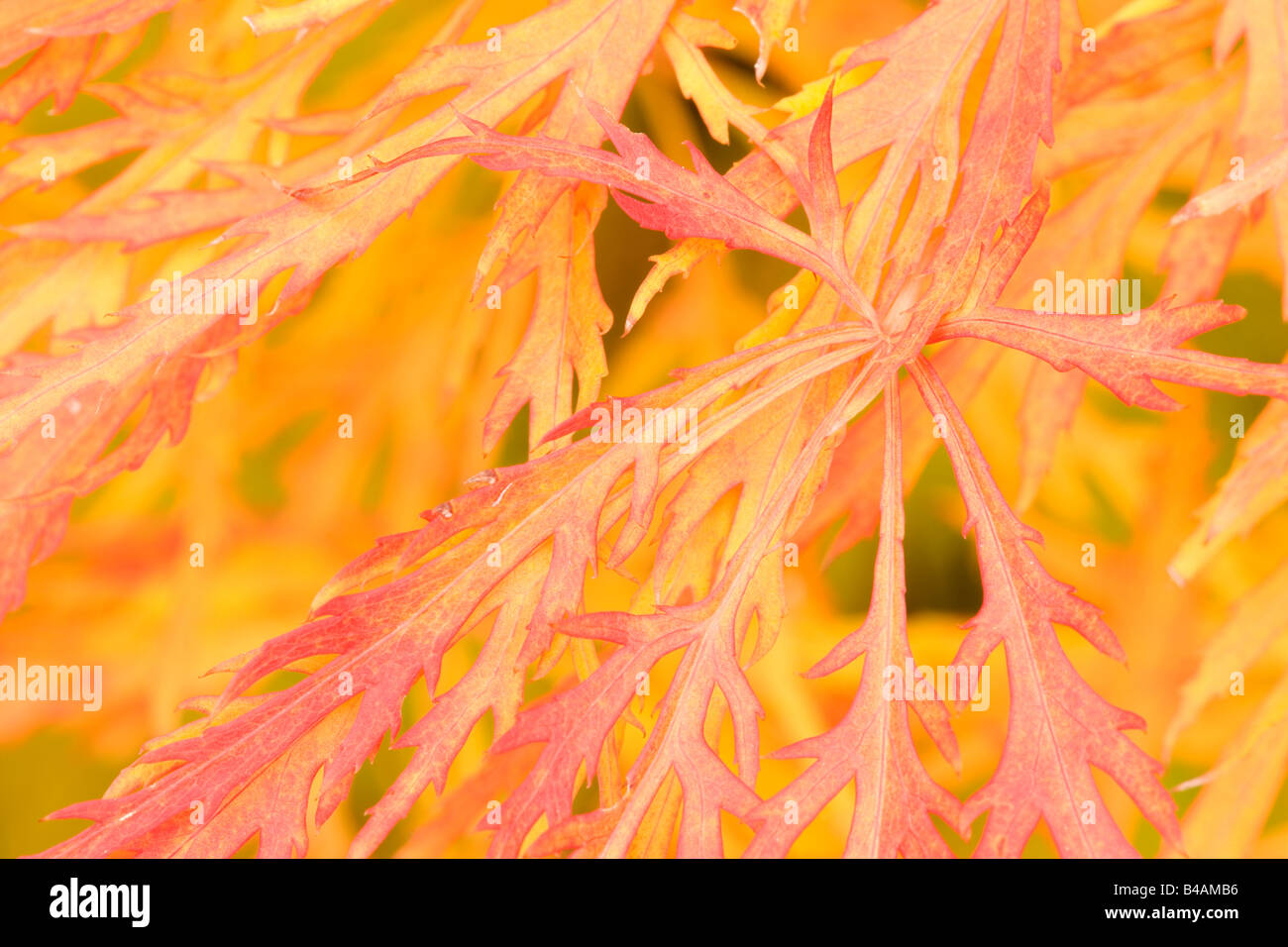 Japanese maple autumn coloured foliage of this ornamental plant Germany ...