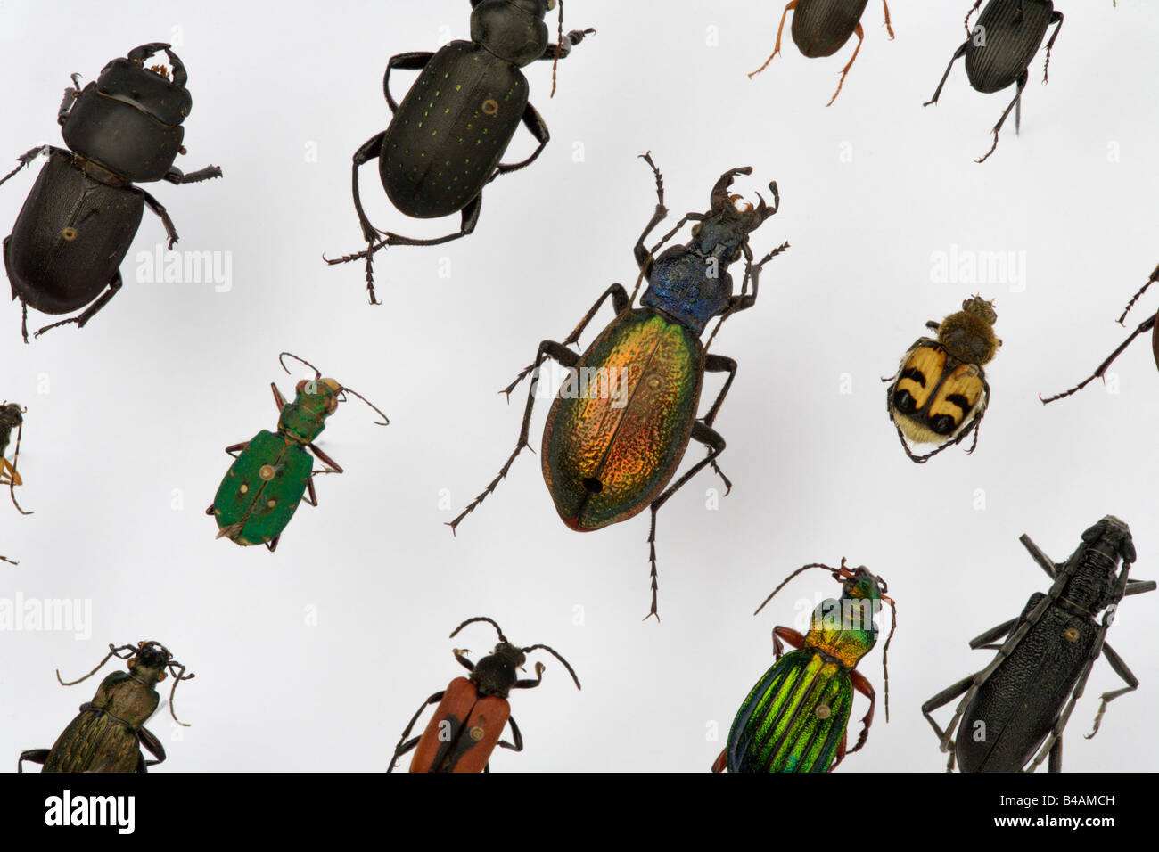 collection beetle in show case european types Germany europe insects ...