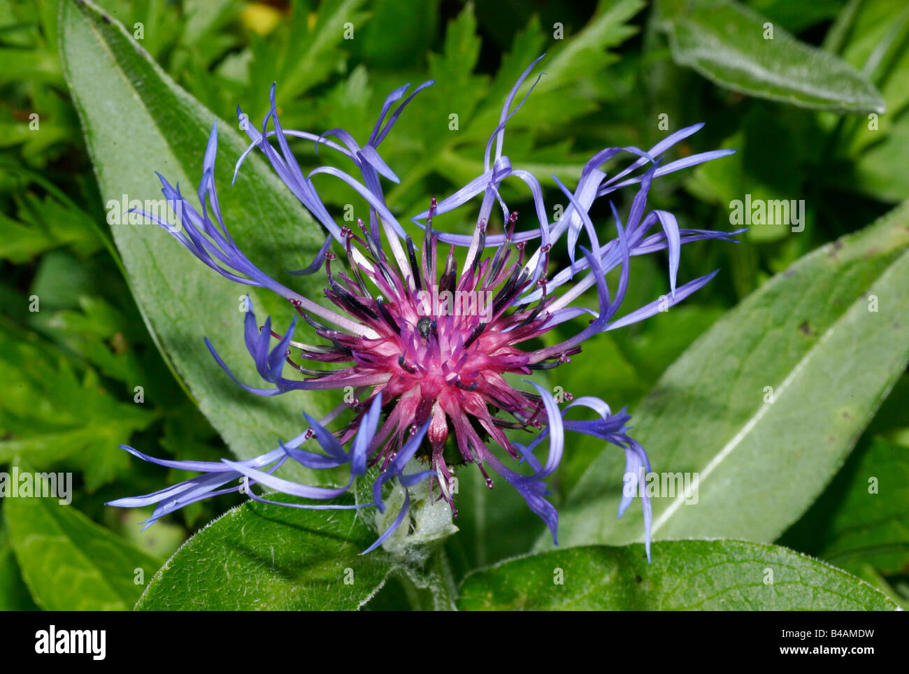 botany, Mountain Cornflower, (Centaurea montana), blooms, , Additional ...