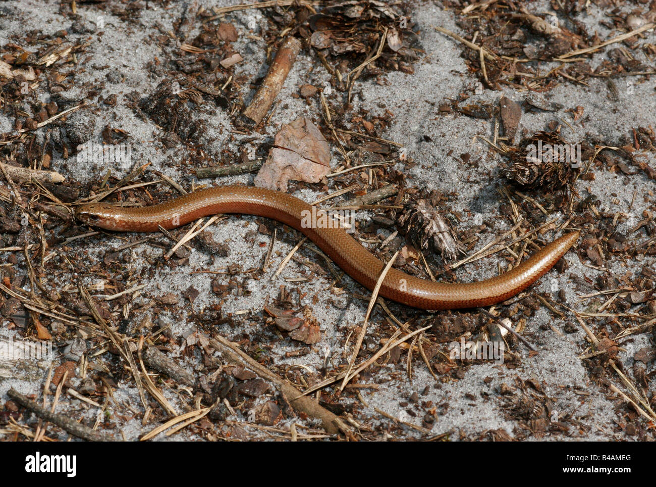 zoology / animals, reptiles, lizards, Blind worm, (Anguis fragilis), on ...